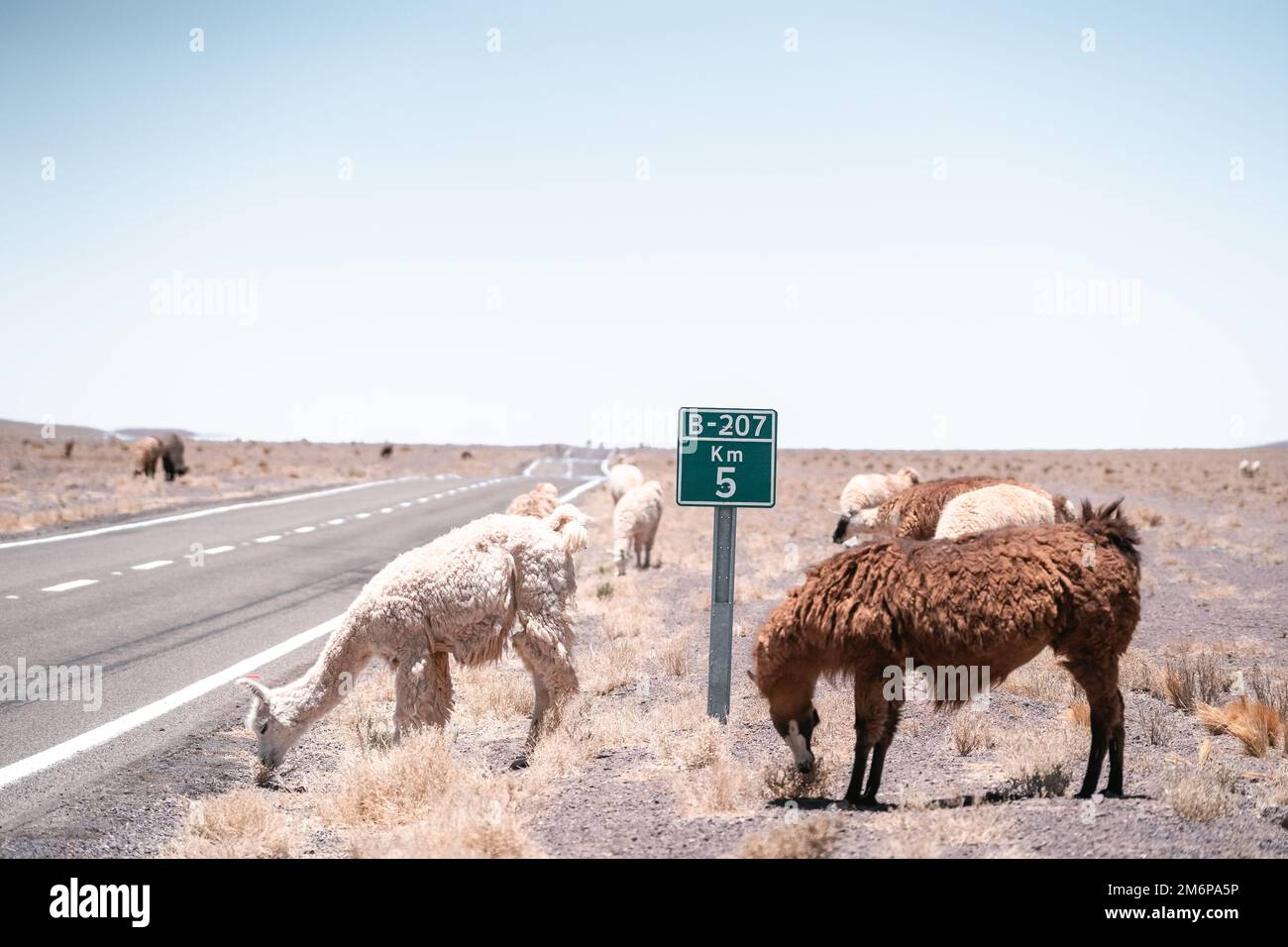 Lamas walking on the street in South America Stock Photo - Alamy