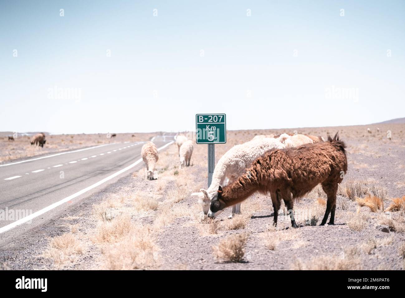 Lamas walking on the street in South America Stock Photo - Alamy