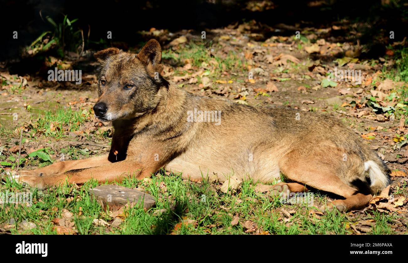 A male Iberian wolf at Dartmoor Zoo, Devon Stock Photo - Alamy