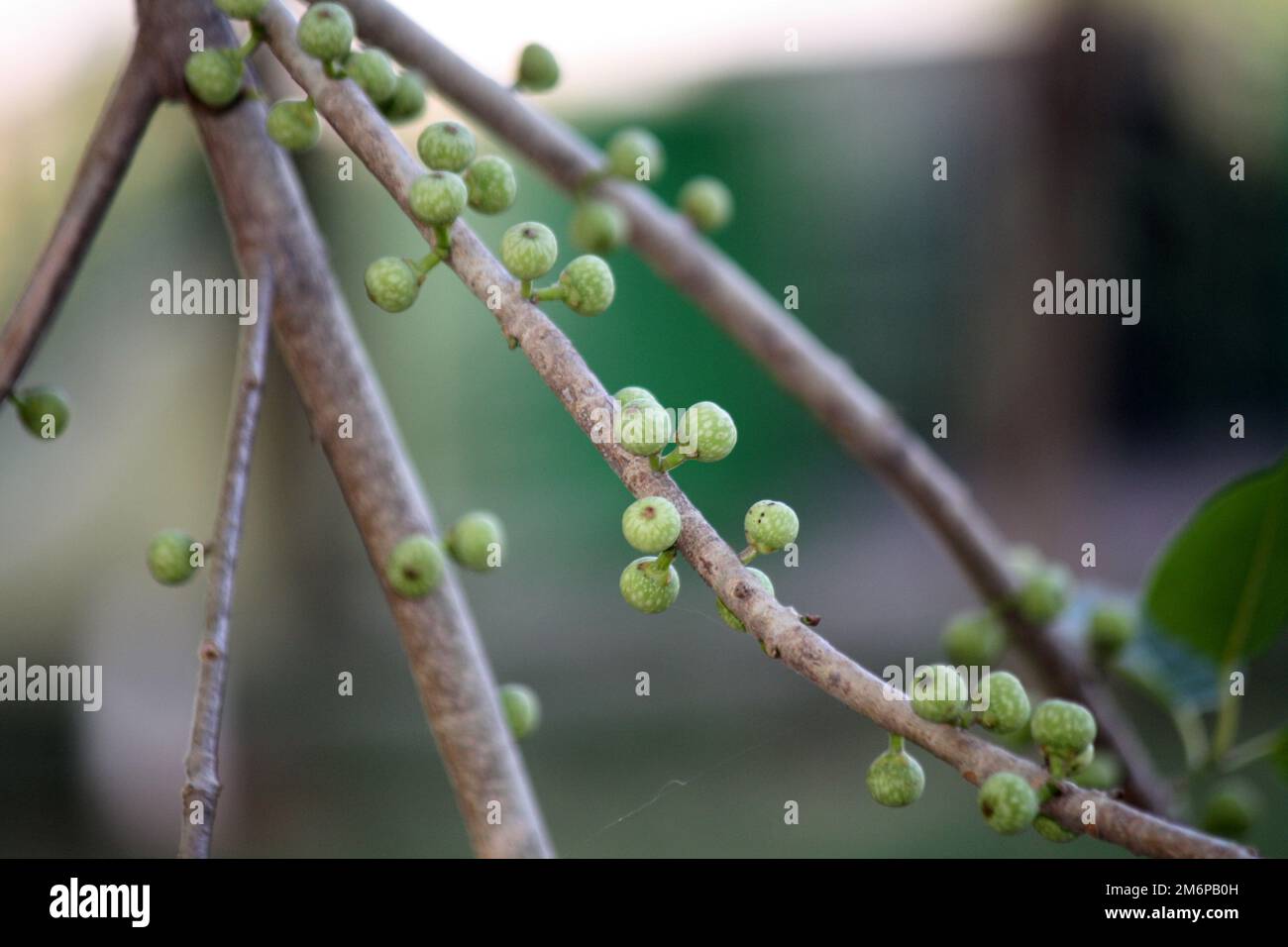 White fig (Ficus virens) fruits on a branch : (pix Sanjiv Shukla Stock ...