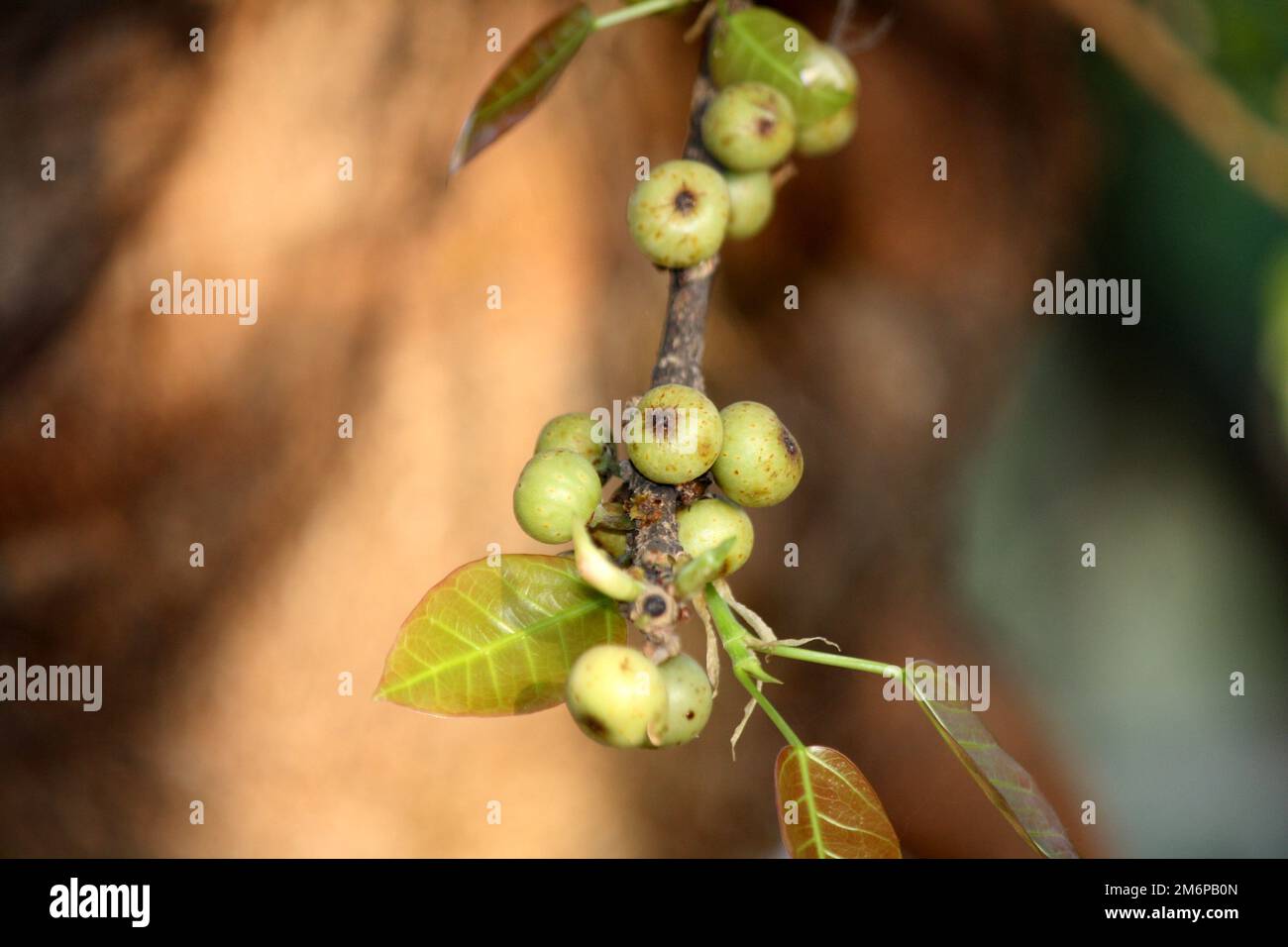 Wasp pollination of fig hi-res stock photography and images - Alamy