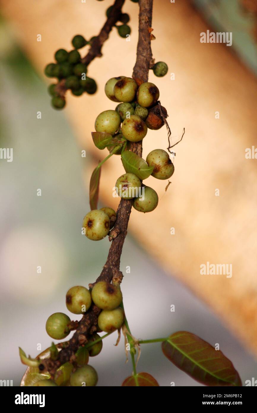 White fig (Ficus virens) fruits on a branch : (pix Sanjiv Shukla Stock ...