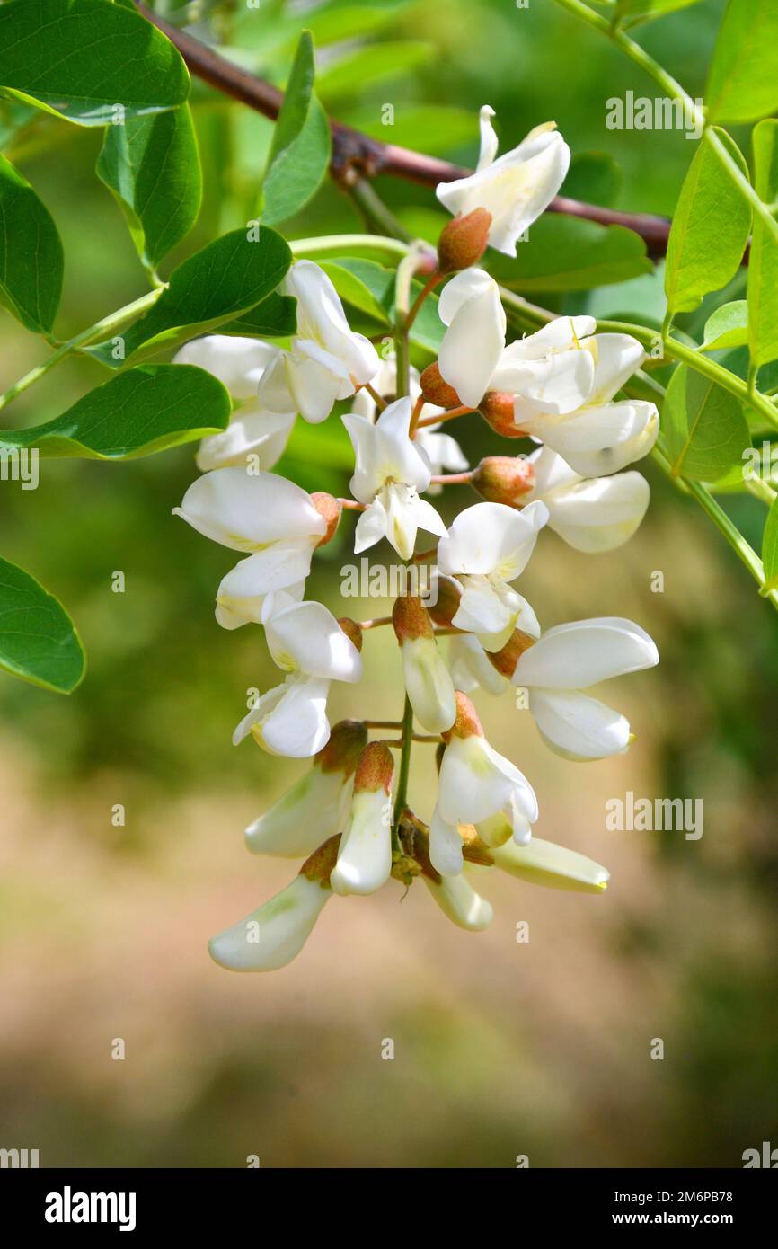 White inflorescences of Robinia pseudoacacia (Latin Robinia ...