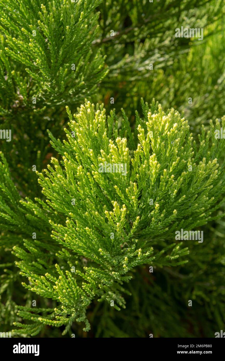 Giant sequoia green leaves and branches. Sequoiadendron giganteum or ...