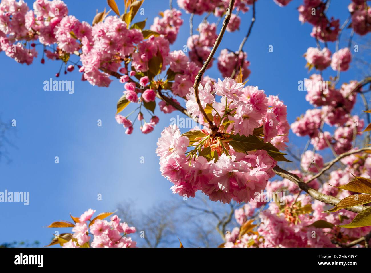 Japanese cherry blossom branch hi-res stock photography and images - Alamy