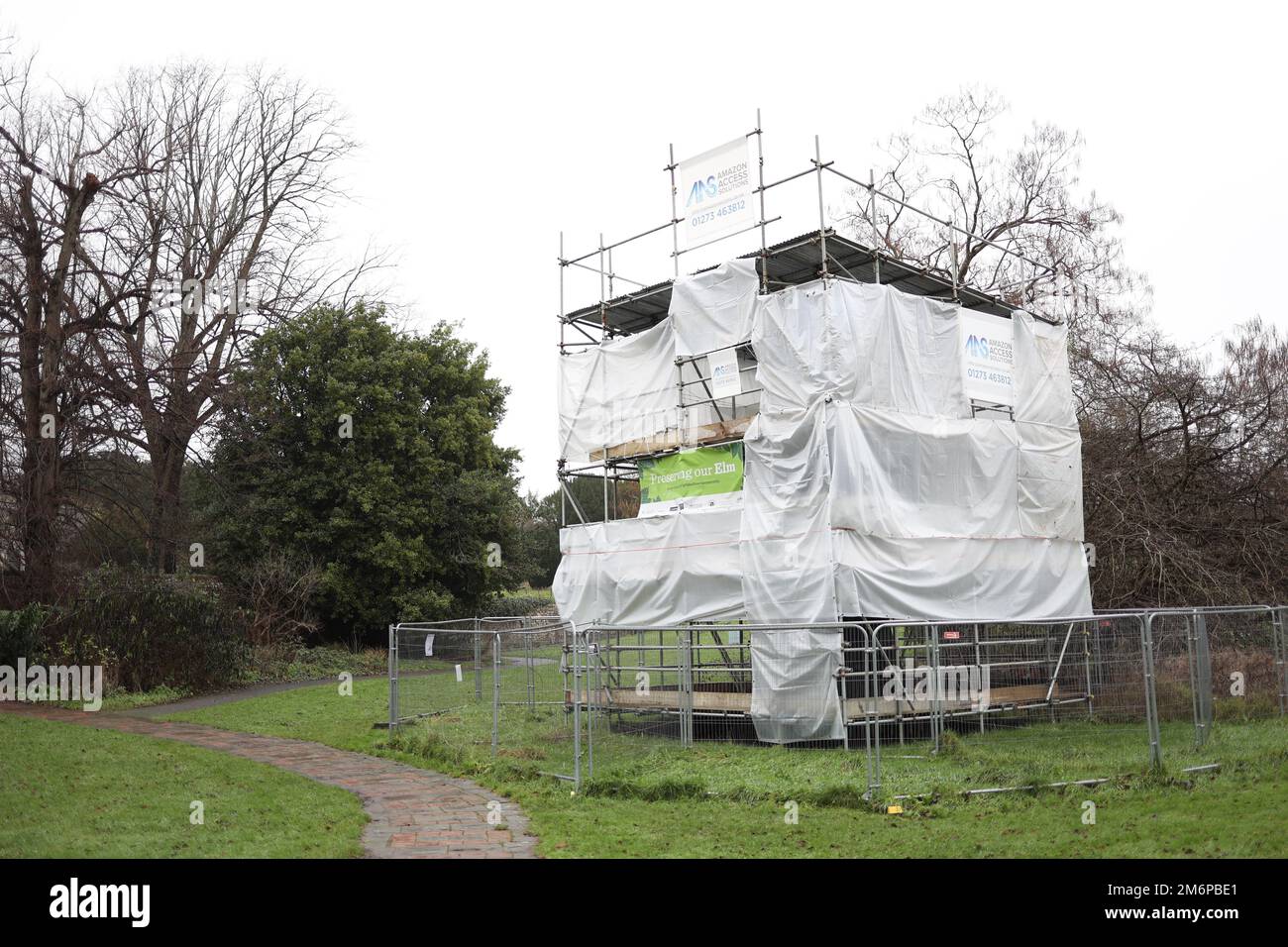 A Elm Tree is protected by scaffolding in Preston Park in Brighton ...