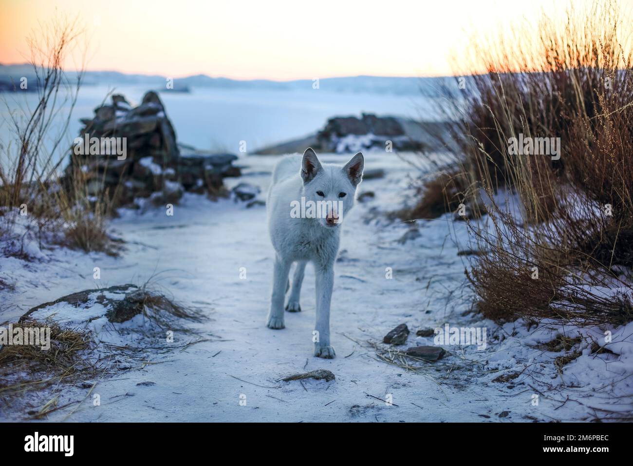 Northern wolf hi-res stock photography and images - Alamy