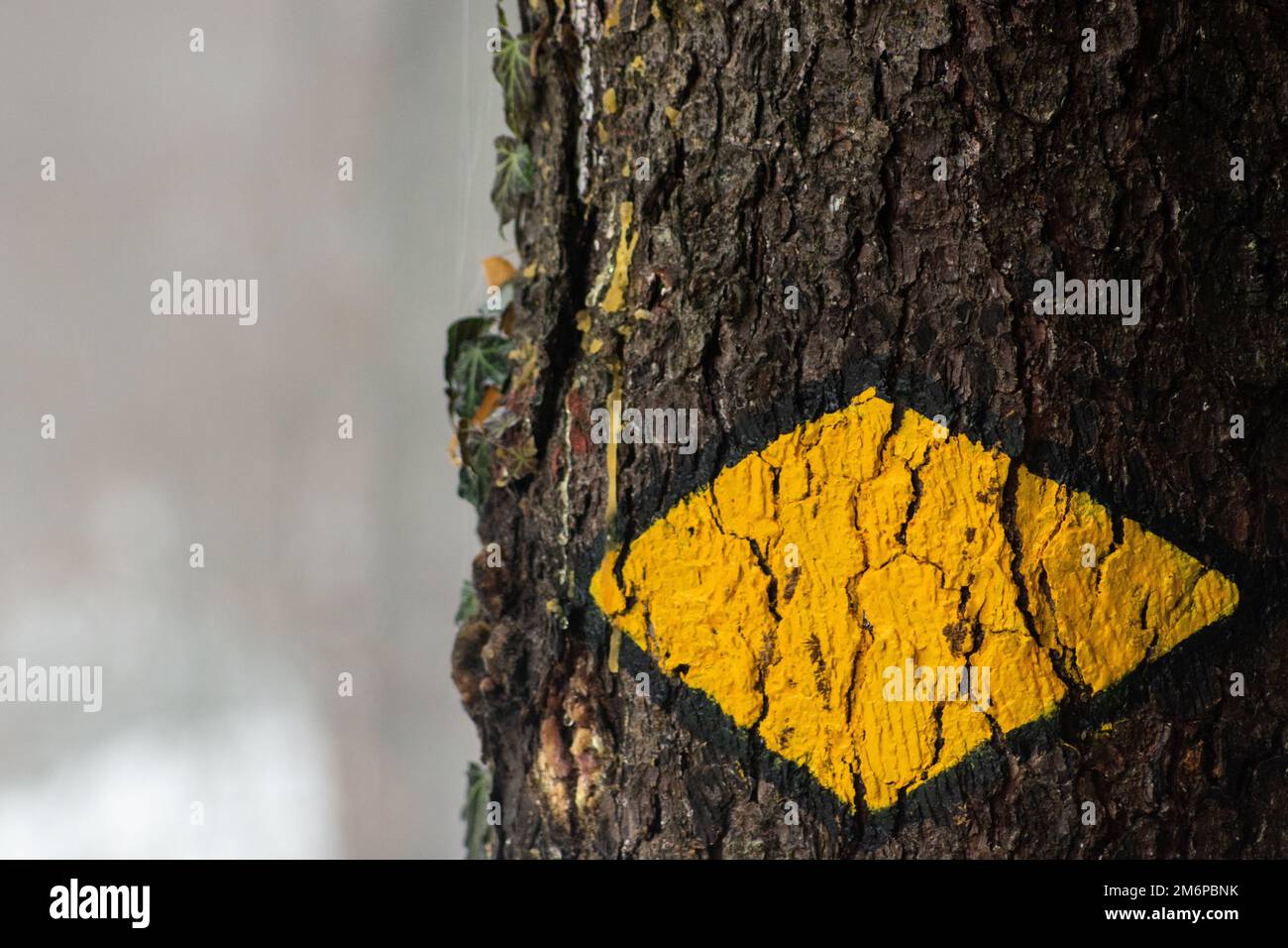 Path indicator on a tree Stock Photo - Alamy