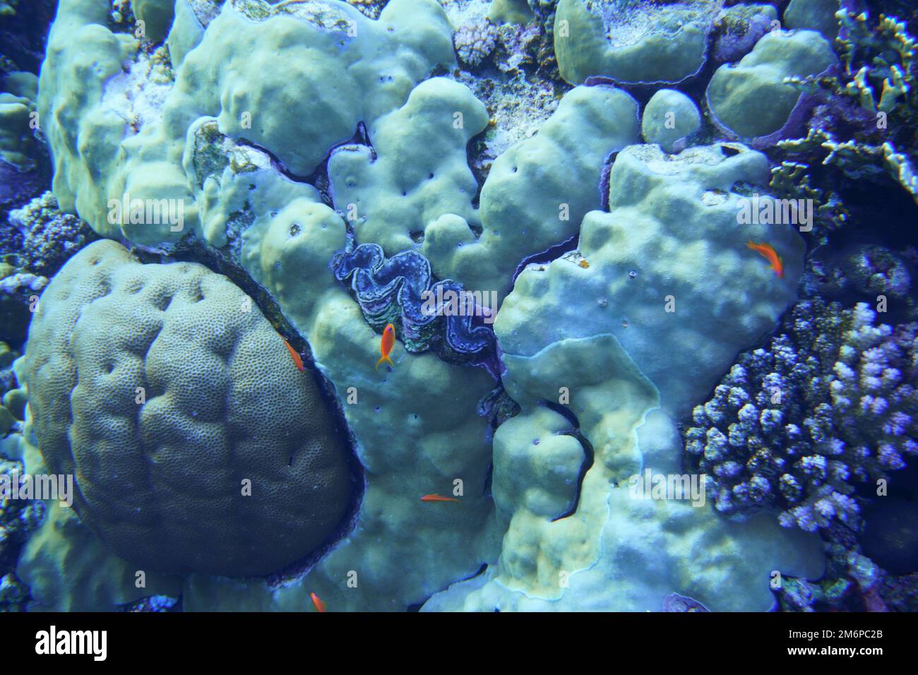 a giant clam and a stony brain coral Stock Photo - Alamy