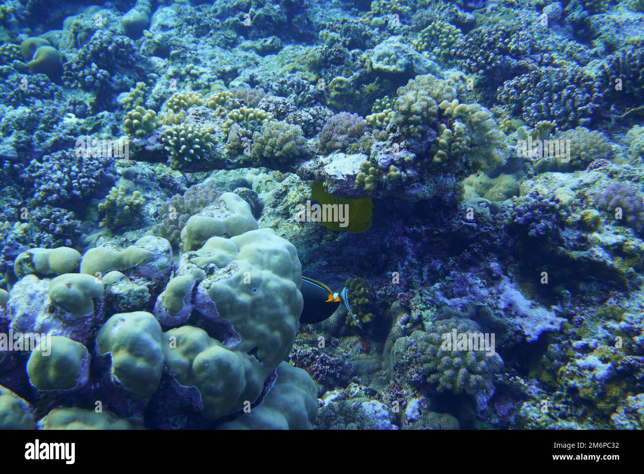 two bluecheek butterflyfish hiding under a coral from possible predator ...