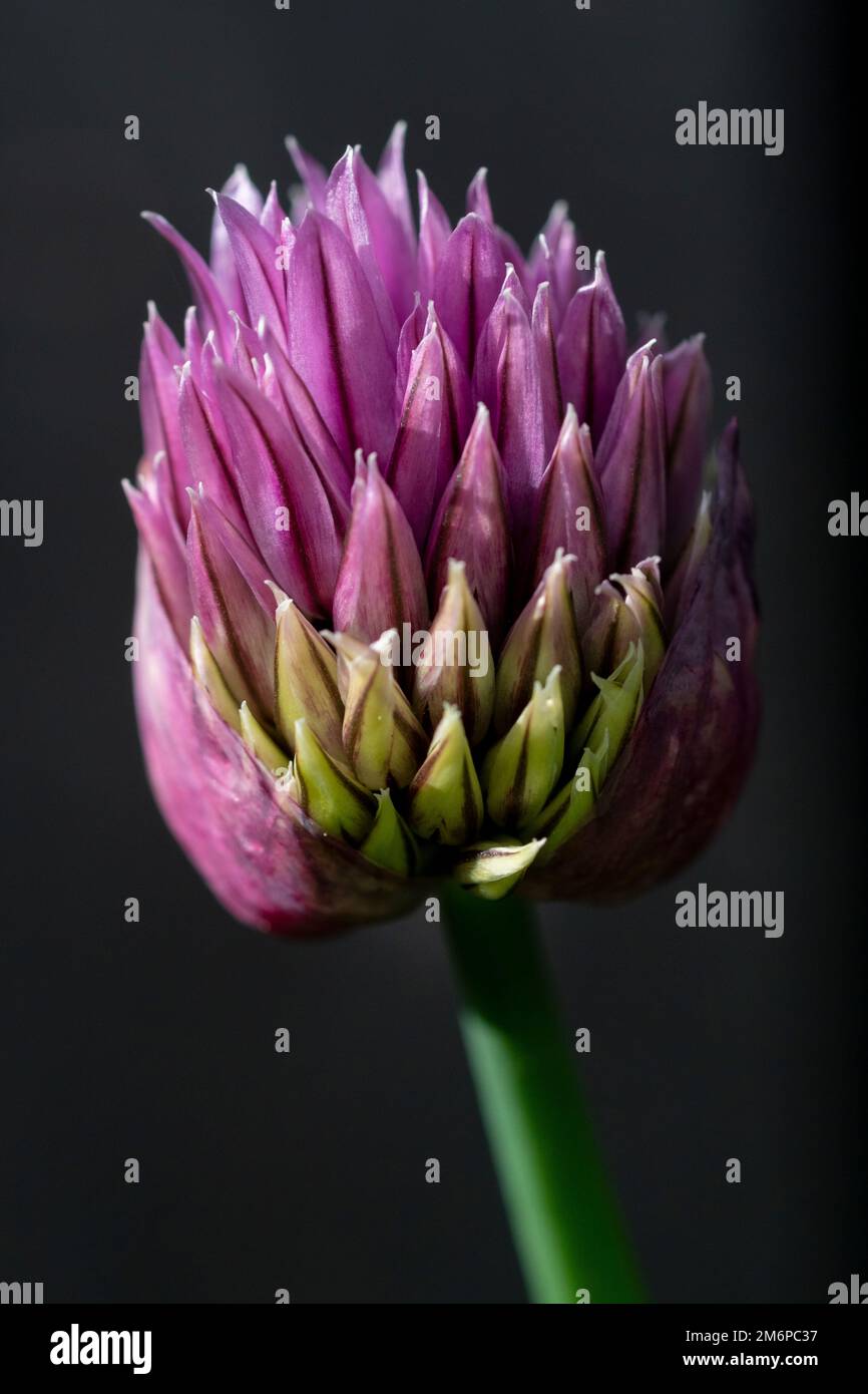Chives closeup hi-res stock photography and images - Alamy