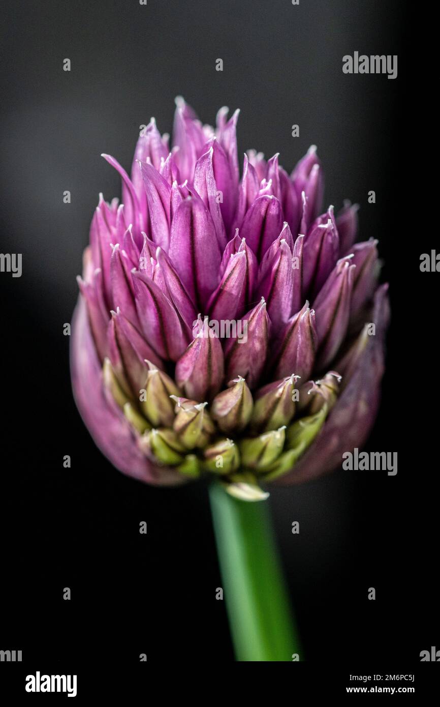 Organic chive hi-res stock photography and images - Alamy