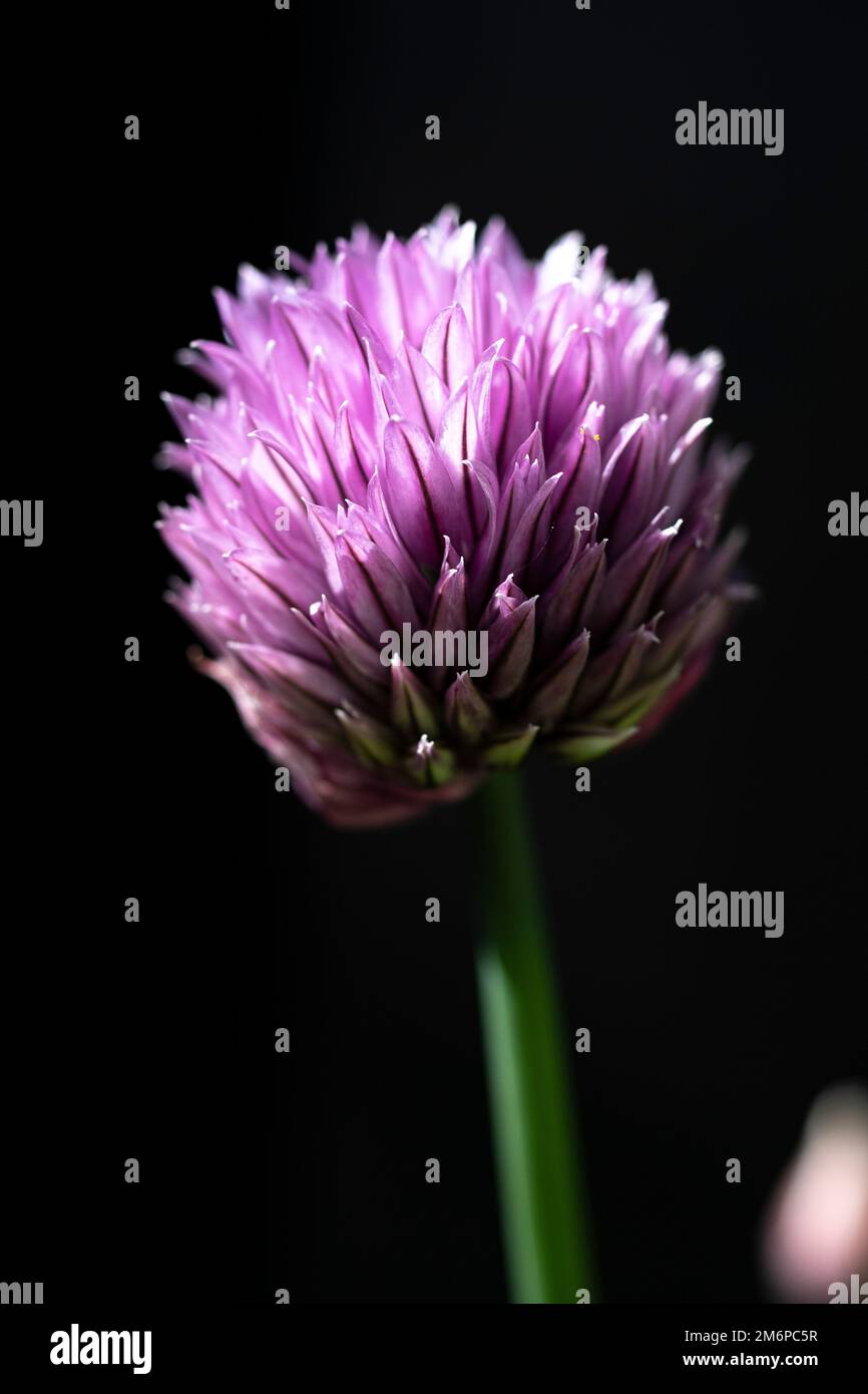 Organic chive hi-res stock photography and images - Alamy