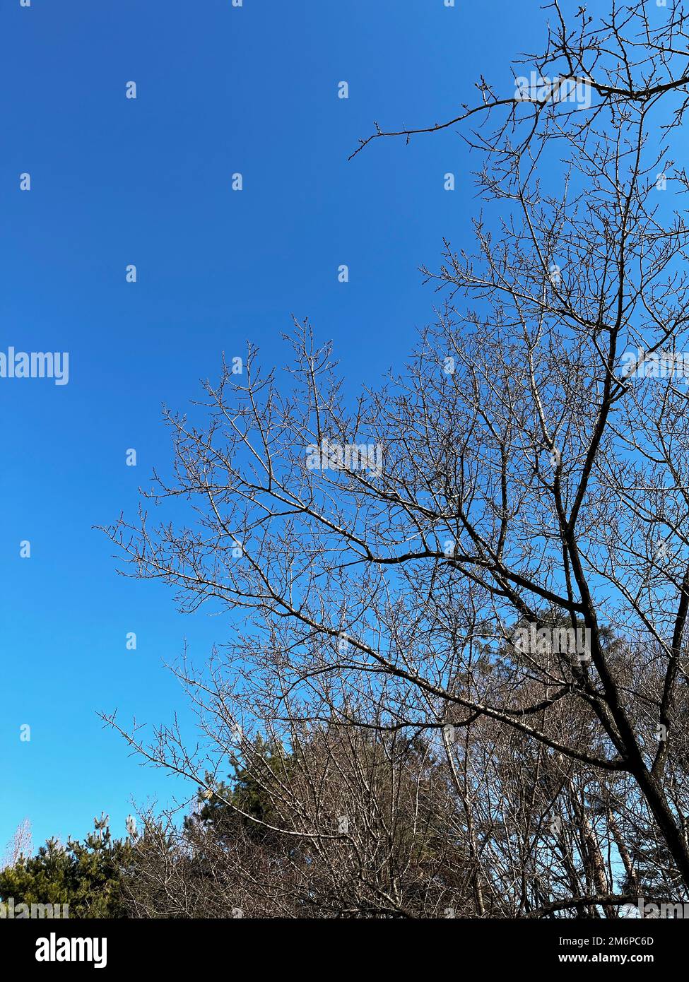 Blue sky trees and skyline hi-res stock photography and images - Alamy