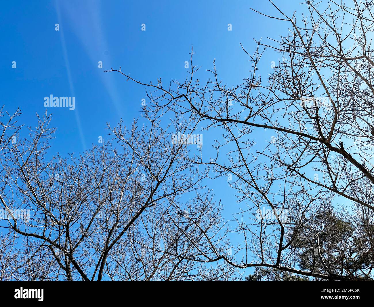 Blue sky trees and skyline hi-res stock photography and images - Alamy