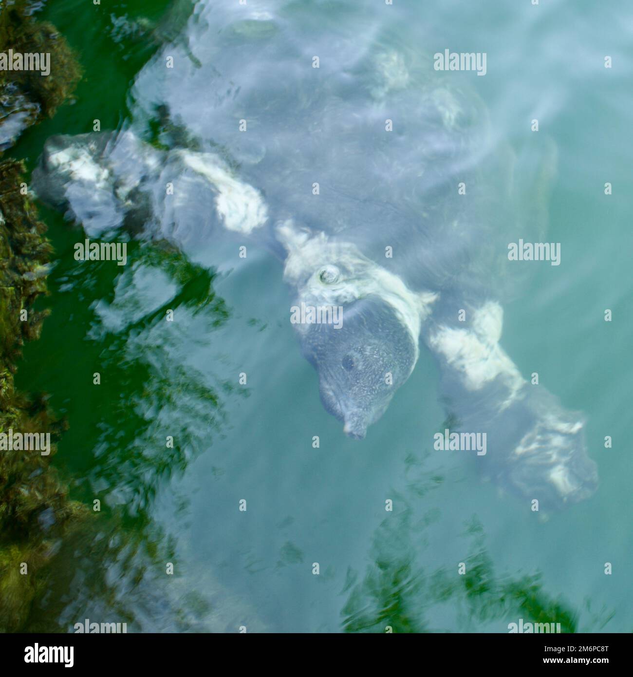 Nile tortoise. African softshell turtle or Nile softshell turtle ...