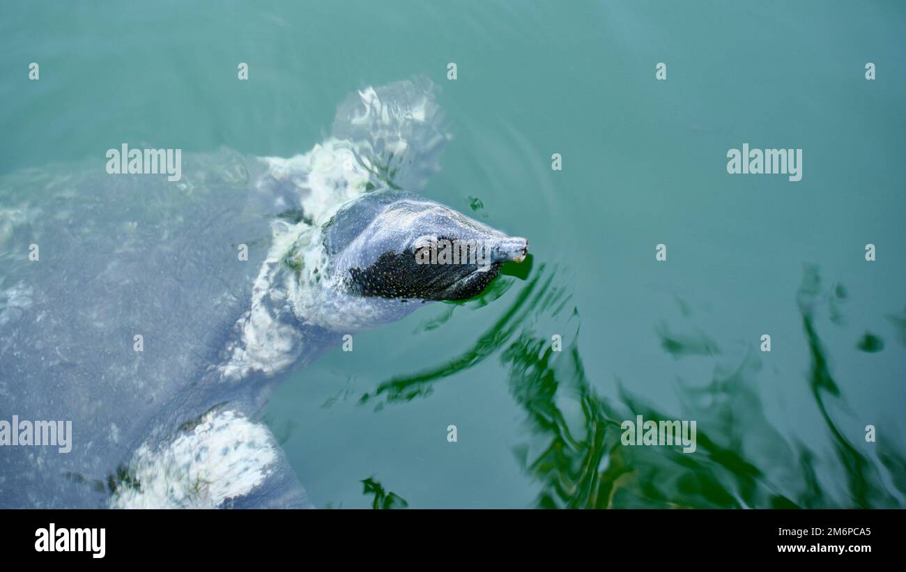 Nile tortoise. African softshell turtle or Nile softshell turtle ...