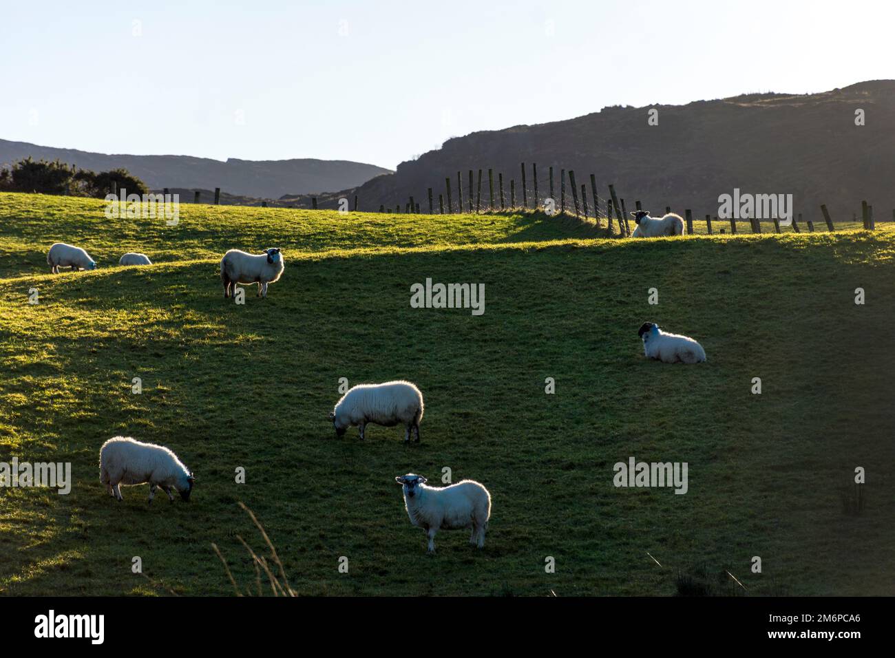 Farming life ireland hi-res stock photography and images - Alamy