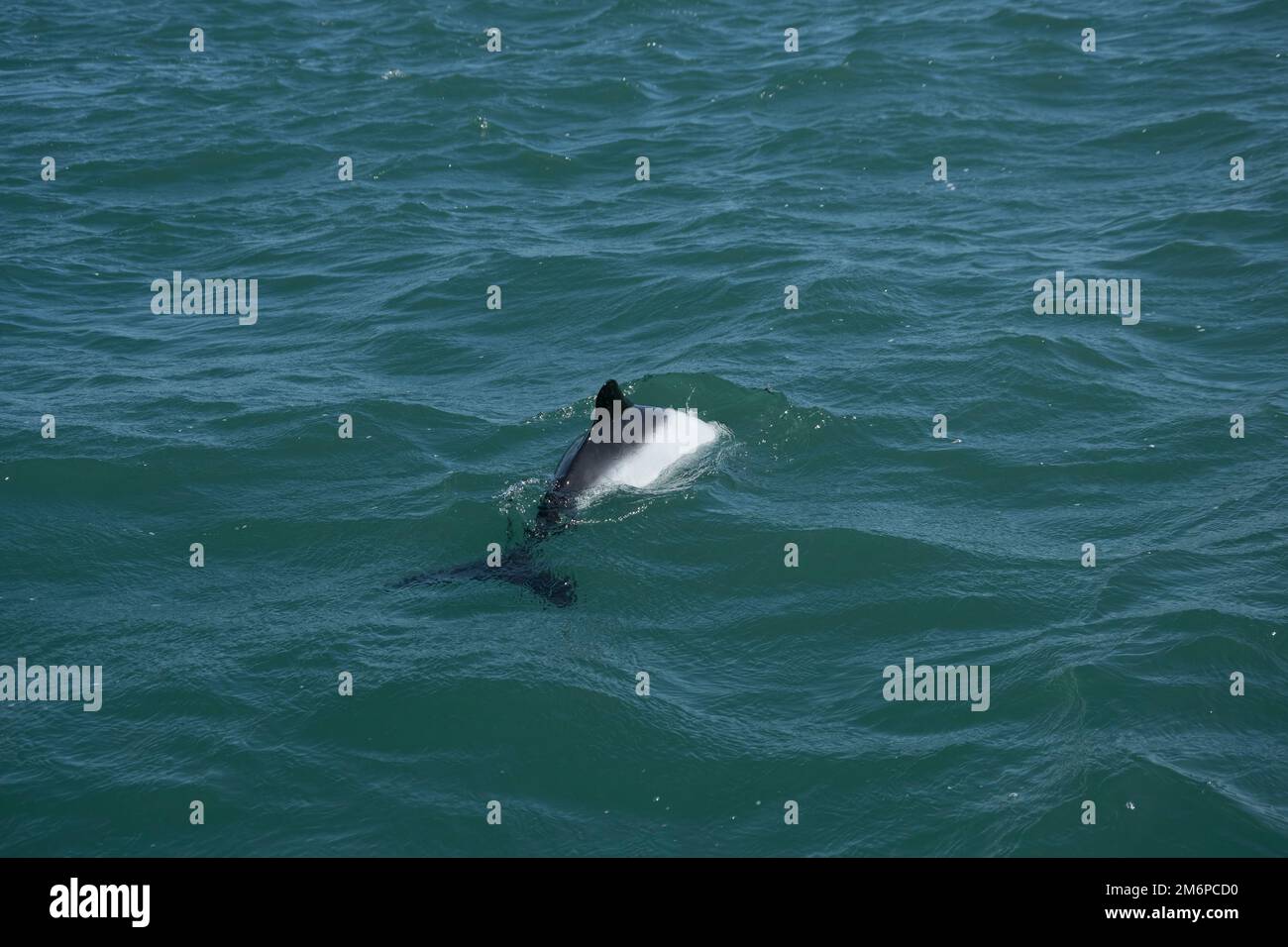 Commerson's dolphin (Cephalorhynchus commersonii).Unesco world heritage ...