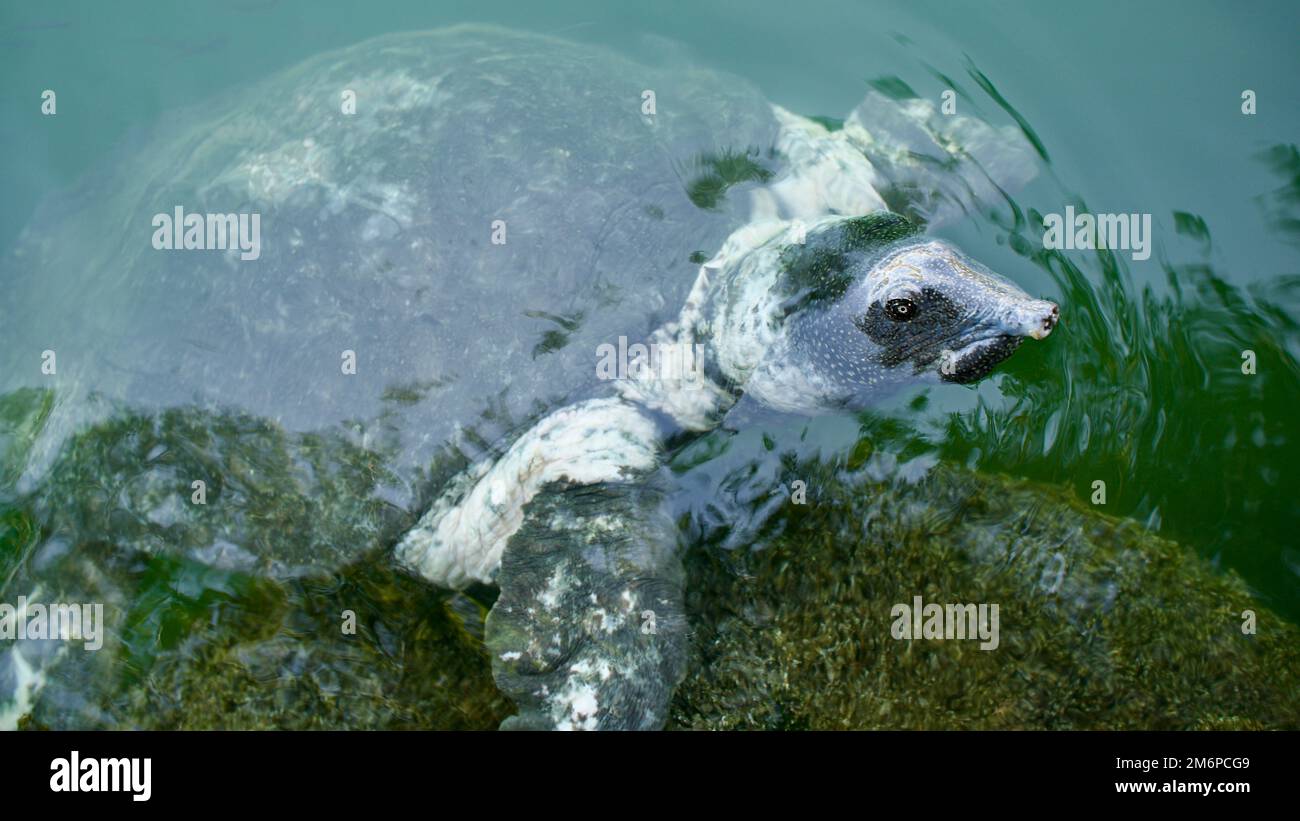 Nile tortoise. African softshell turtle or Nile softshell turtle ...