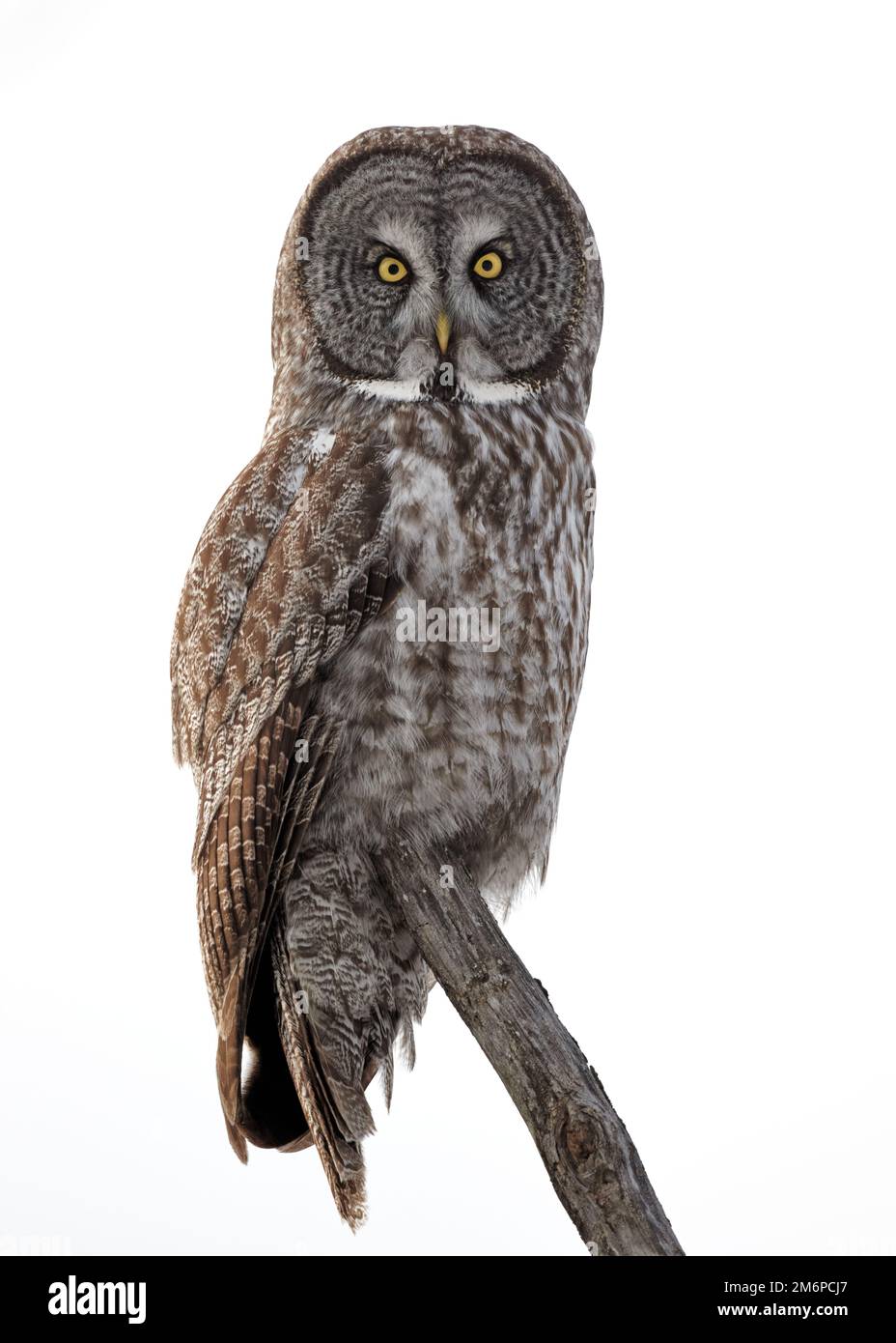 A vertical of a Great Gray Owl (Strix nebulosa) on tree branch isolated ...