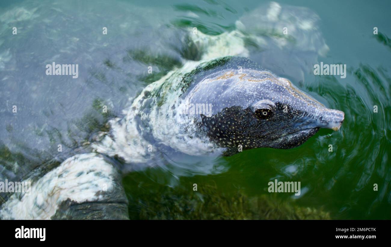 Nile tortoise. African softshell turtle or Nile softshell turtle ...
