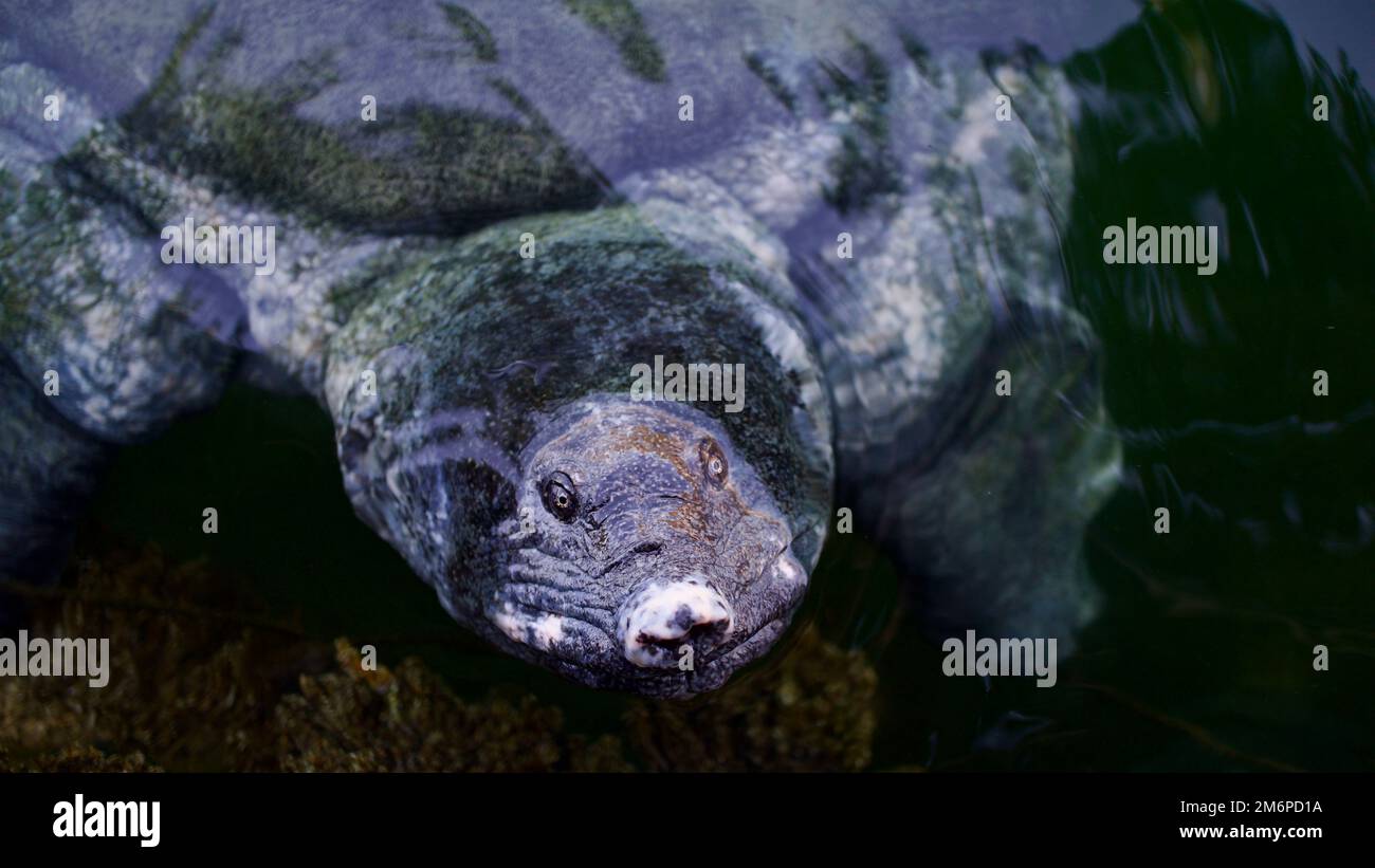 Nile tortoise. African softshell turtle or Nile softshell turtle ...