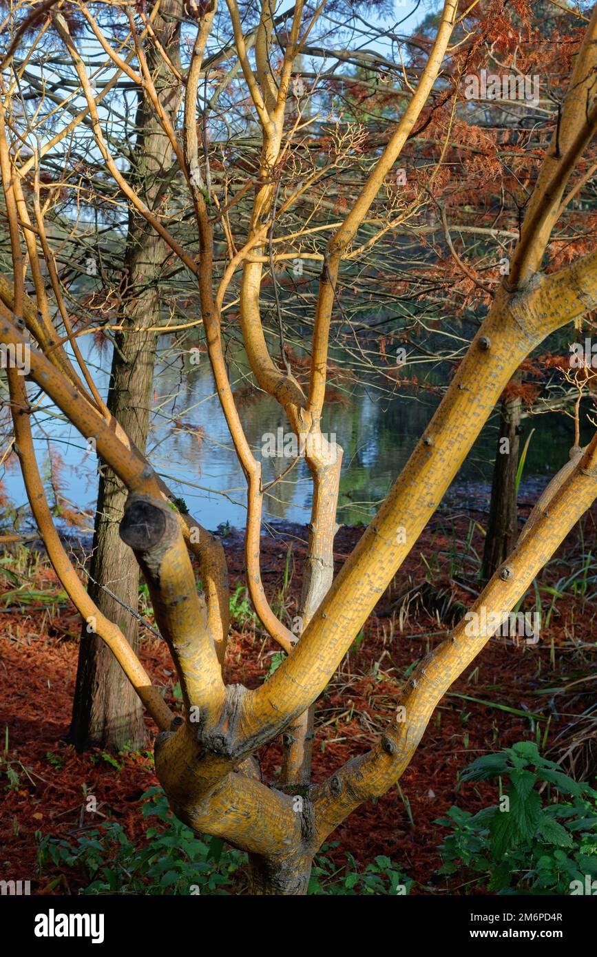 Detail of the colourful branches of Acer winter gold, rufinerve Stock ...