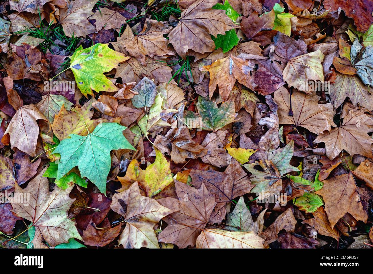 Close up of colourful fallen autumn leaves creating abstract patterns ...