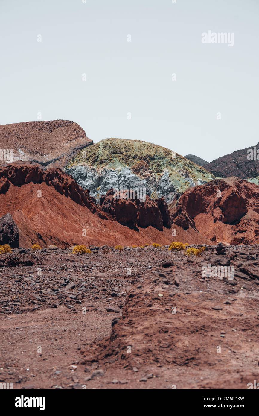 Lamas walking on the street in South America Stock Photo - Alamy