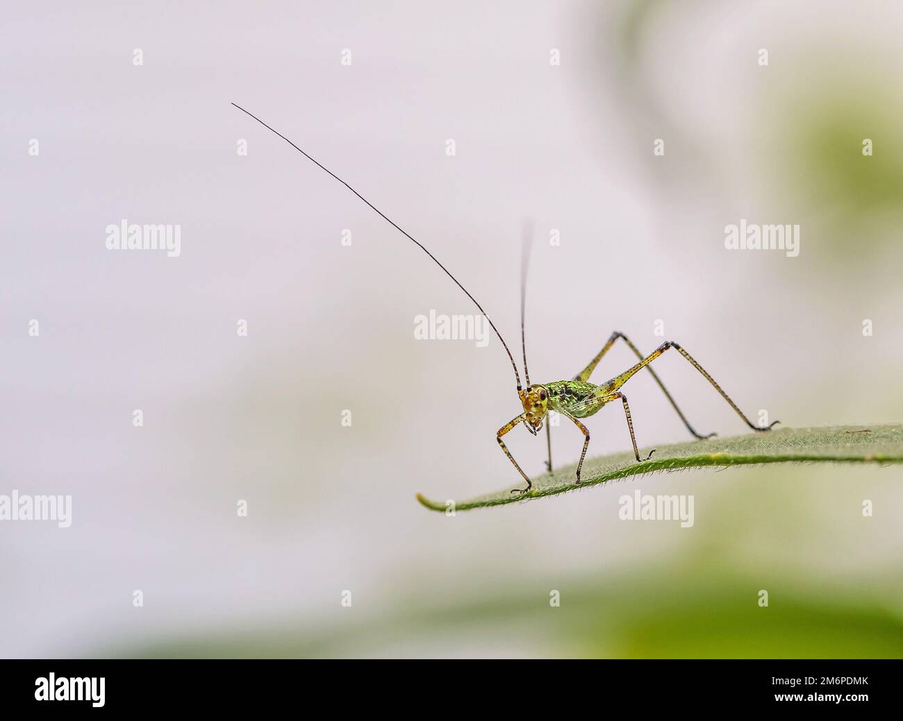 Larva of a long-shelled grasshopper 'Ensifera spec Stock Photo - Alamy