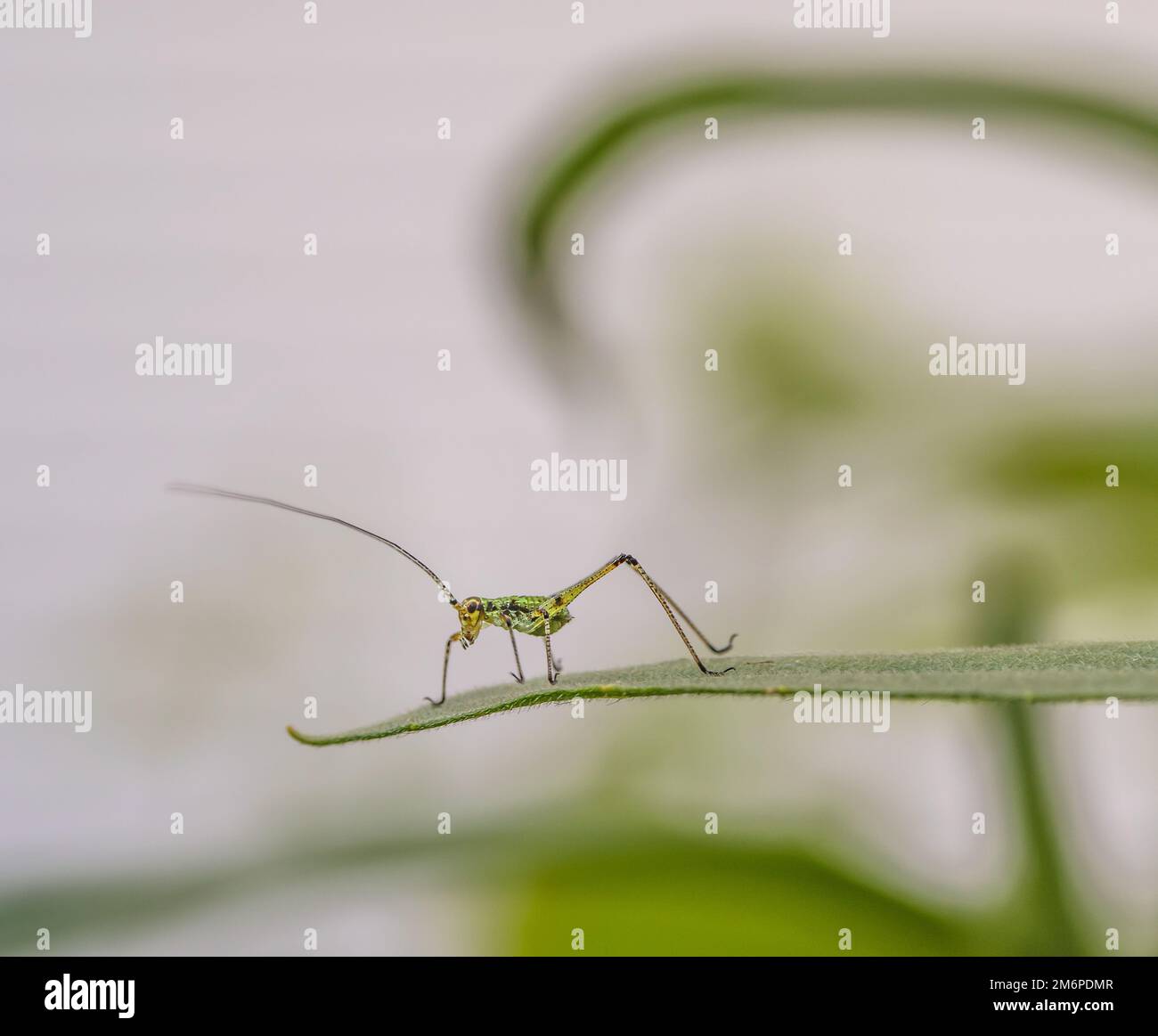 Larva of a long-shelled grasshopper 'Ensifera spec Stock Photo - Alamy