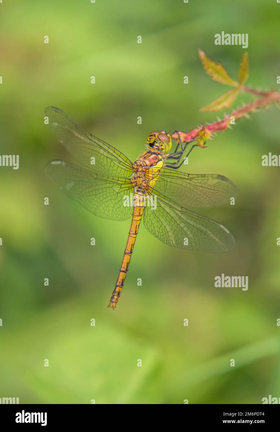 Common darter 'Sympetrum vulgatum' female Stock Photo - Alamy