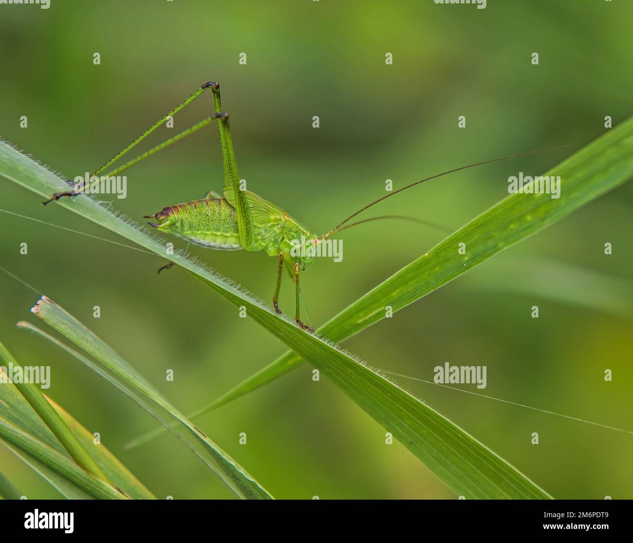 Punctate stick insect 'Leptophyes punctatissima' Stock Photo - Alamy