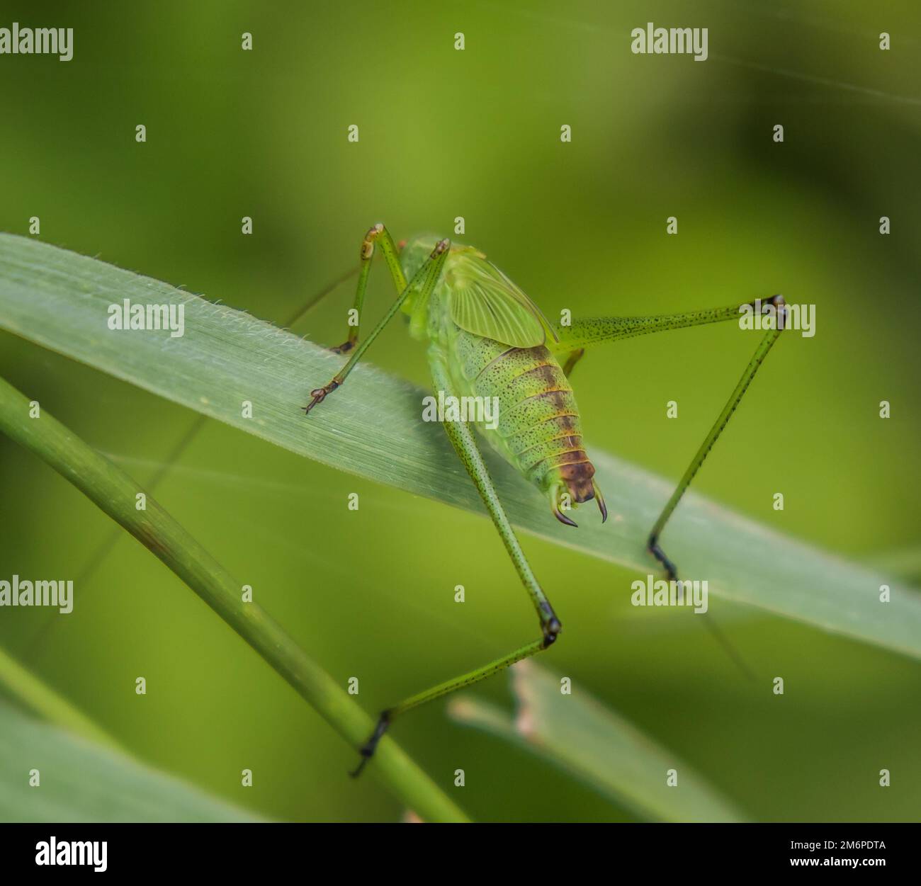 Punctate hi-res stock photography and images - Alamy