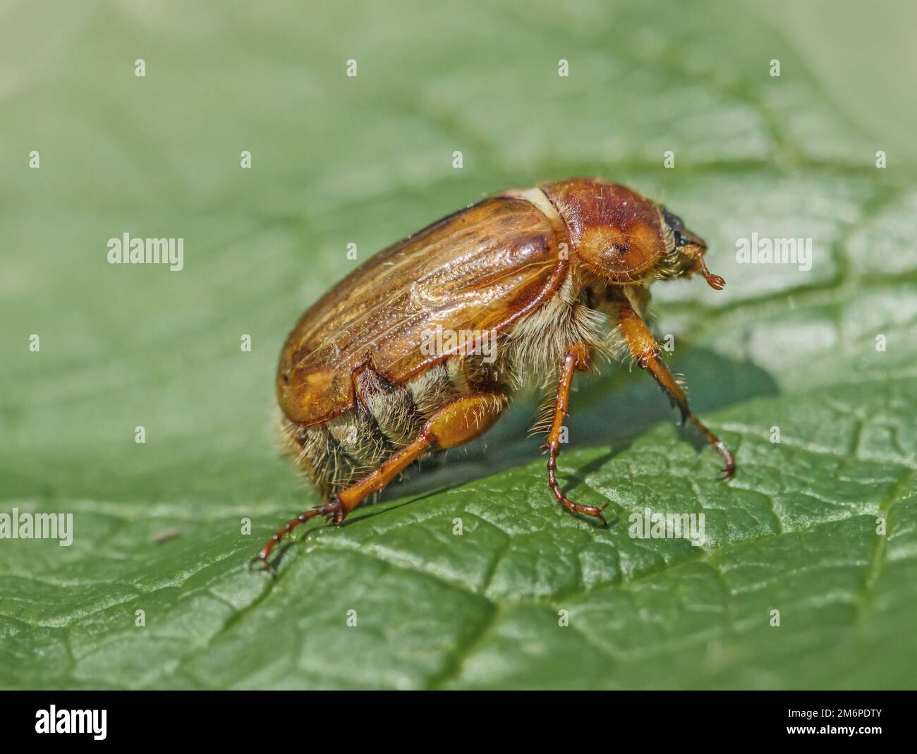 June beetle ' Amphimallon solstitale' Stock Photo - Alamy