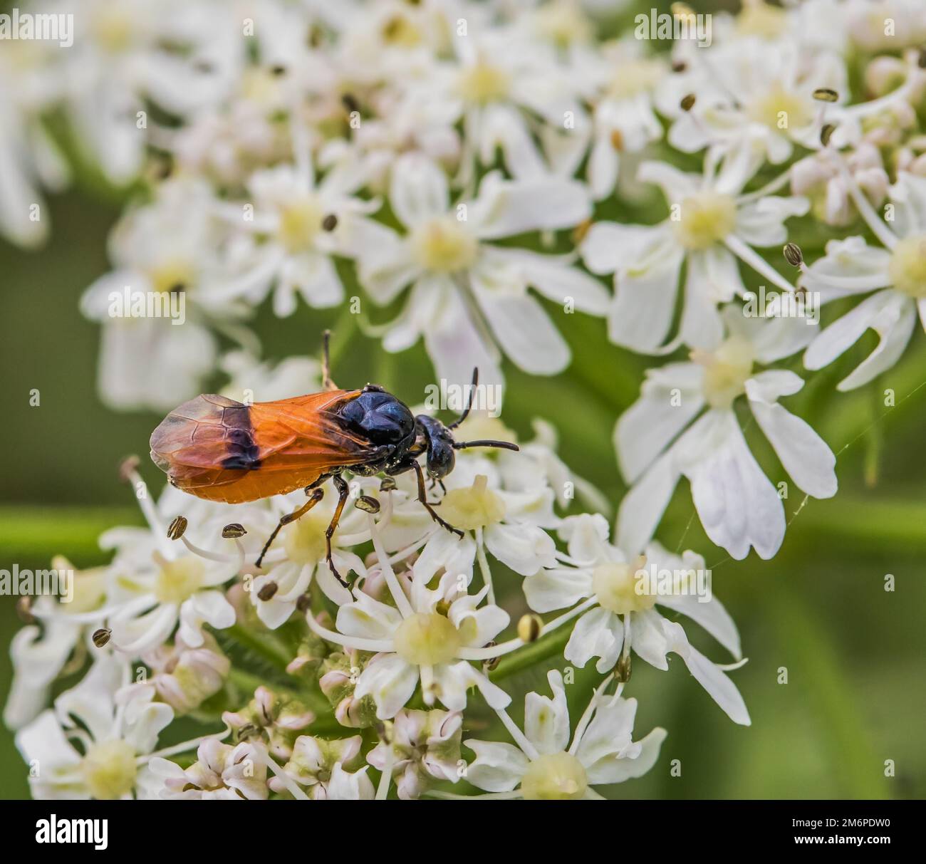 Brush insects hi-res stock photography and images - Alamy