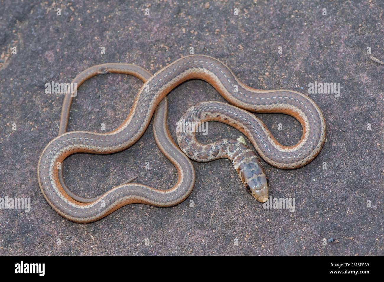 Short snouted grass snake (Psammophis brevirostris Stock Photo - Alamy