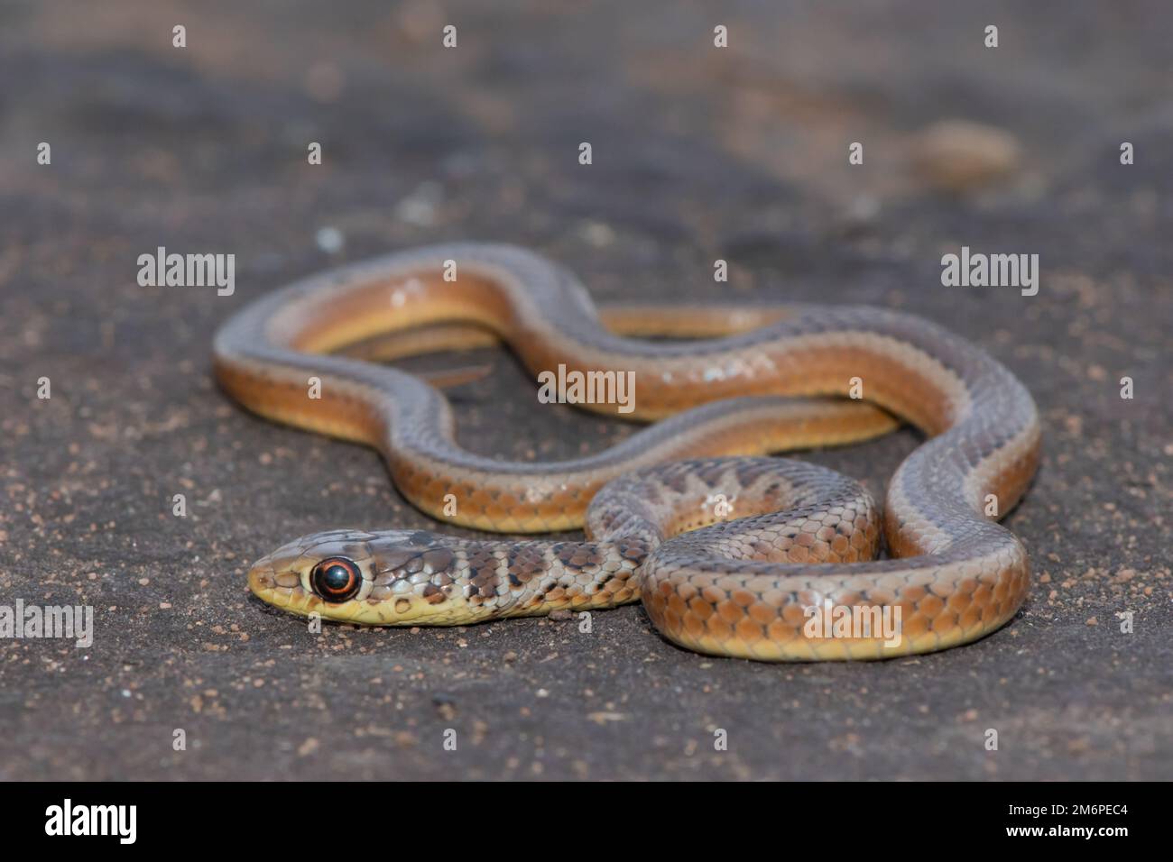 Short snouted grass snake (Psammophis brevirostris Stock Photo - Alamy