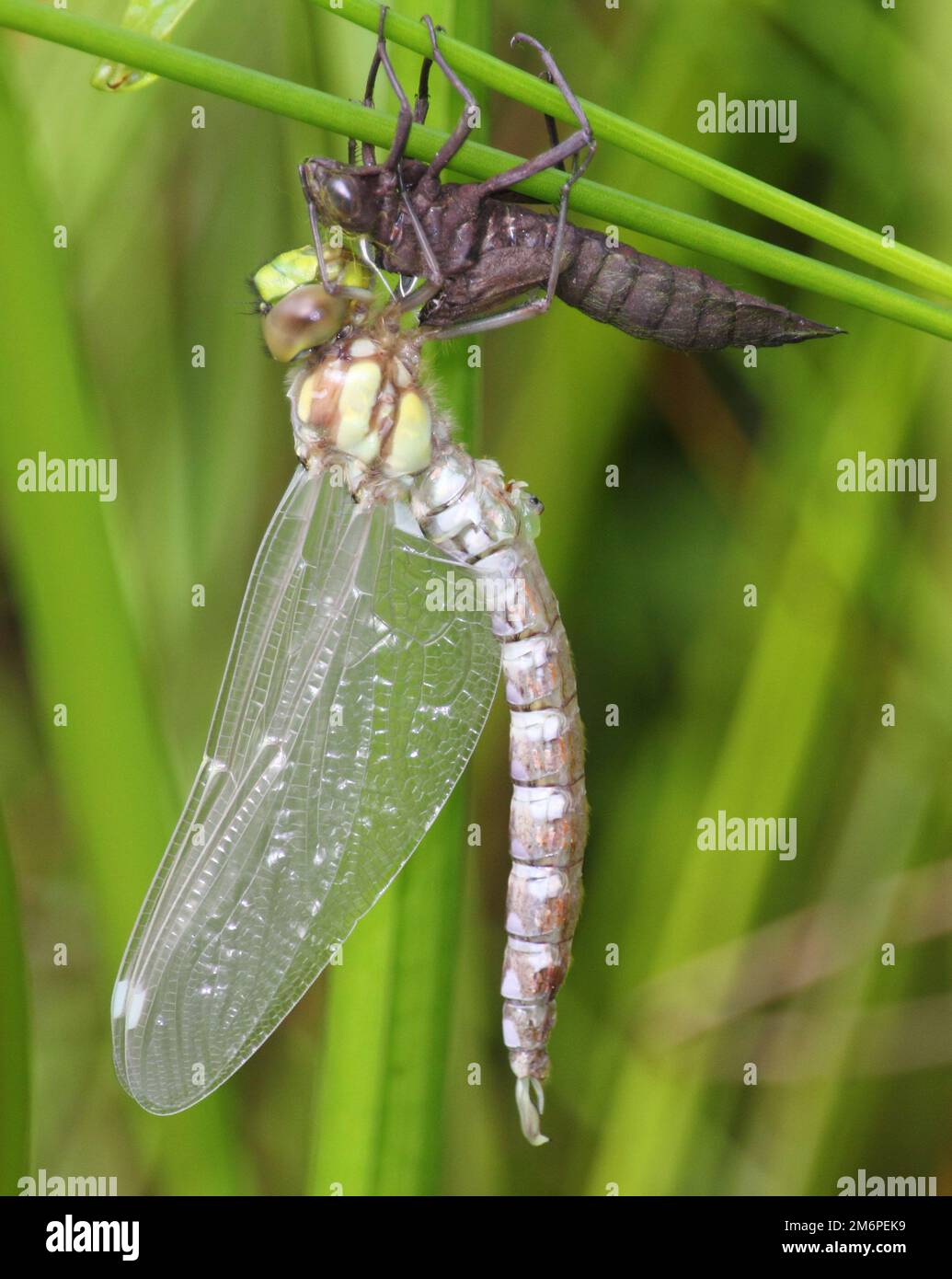 Dragonfly (Anax imperator Stock Photo - Alamy