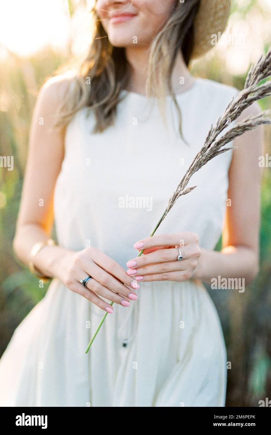 Dry branch of reed in the hands of a girl. Close-up Stock Photo - Alamy