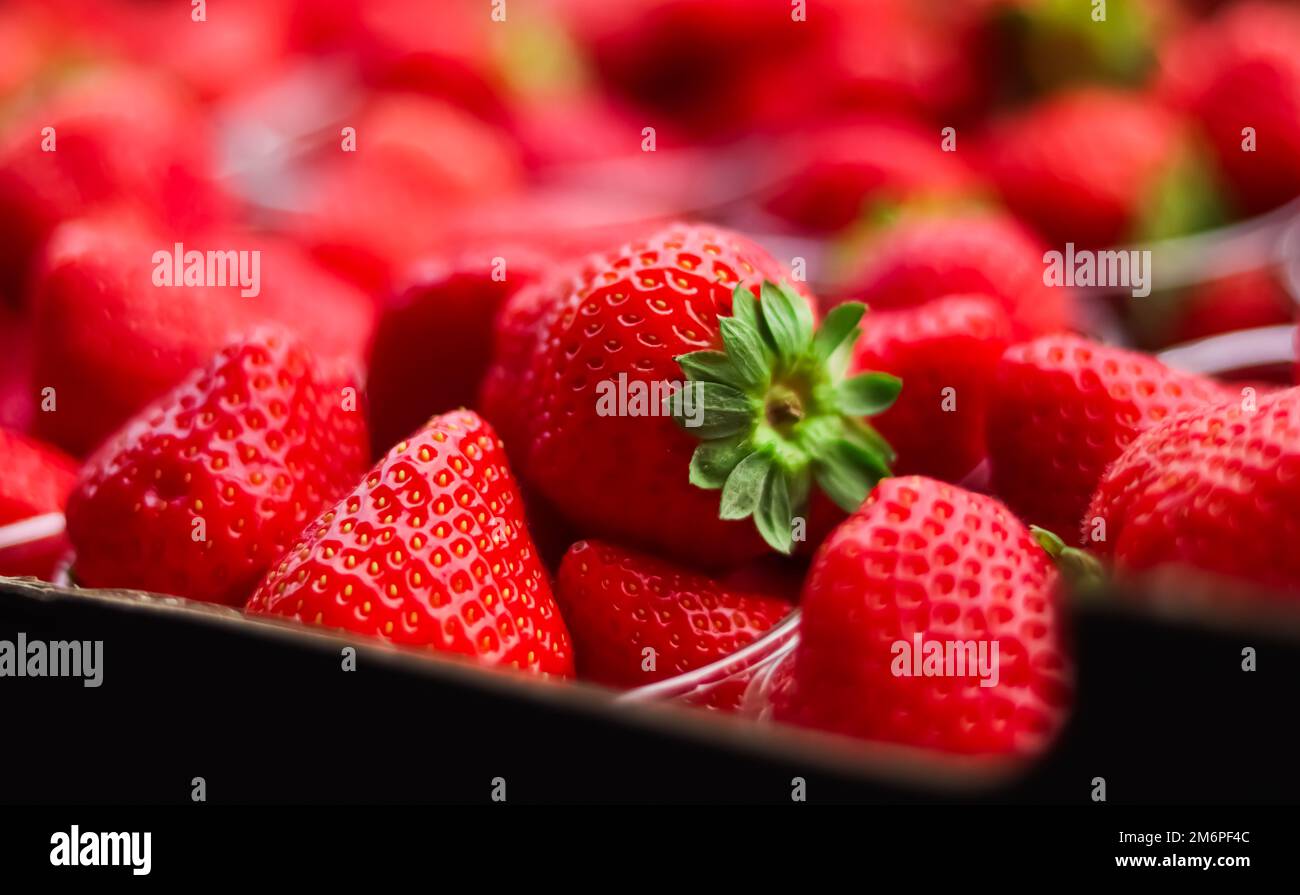 Strawberries packaged in box, sweet ripe perfect strawberry harvest ...