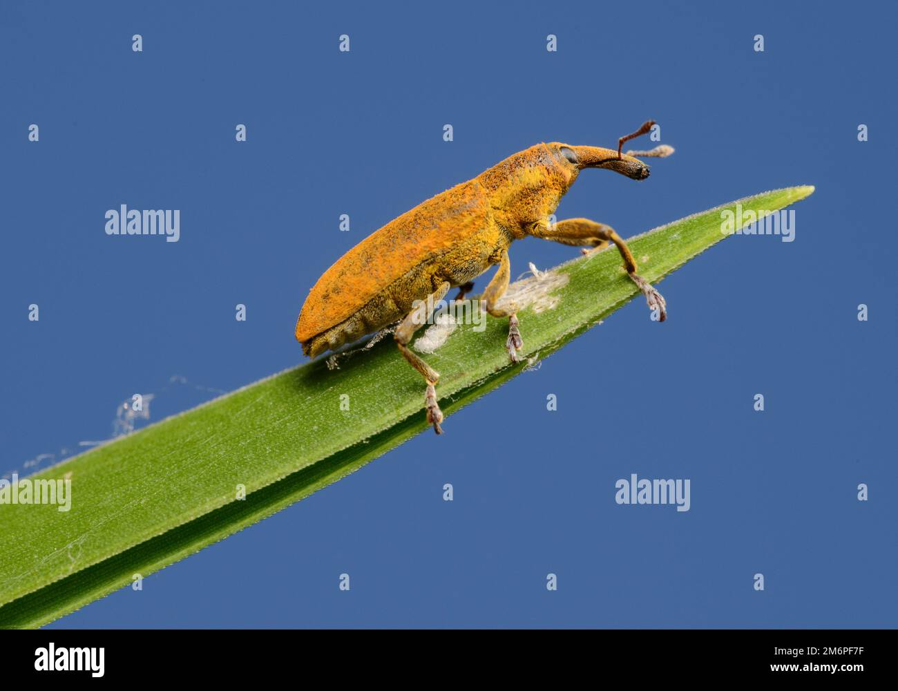 Weevil lixus pulverulentus hi-res stock photography and images - Alamy