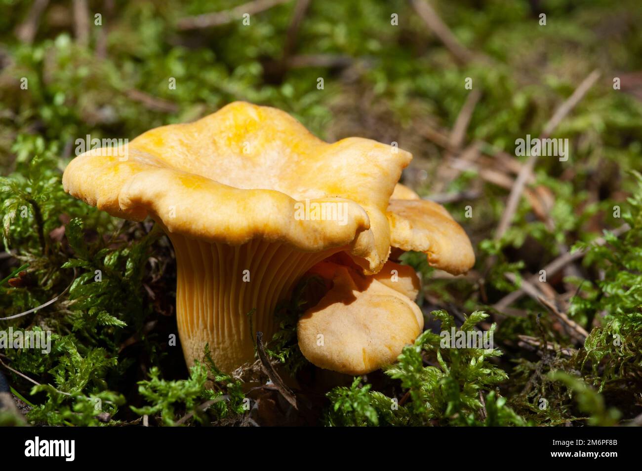 Bright orange chanterelle mushrooms Stock Photo - Alamy