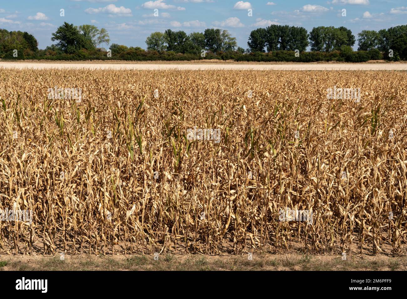 Dried corn field and sunflower field Stock Photo - Alamy