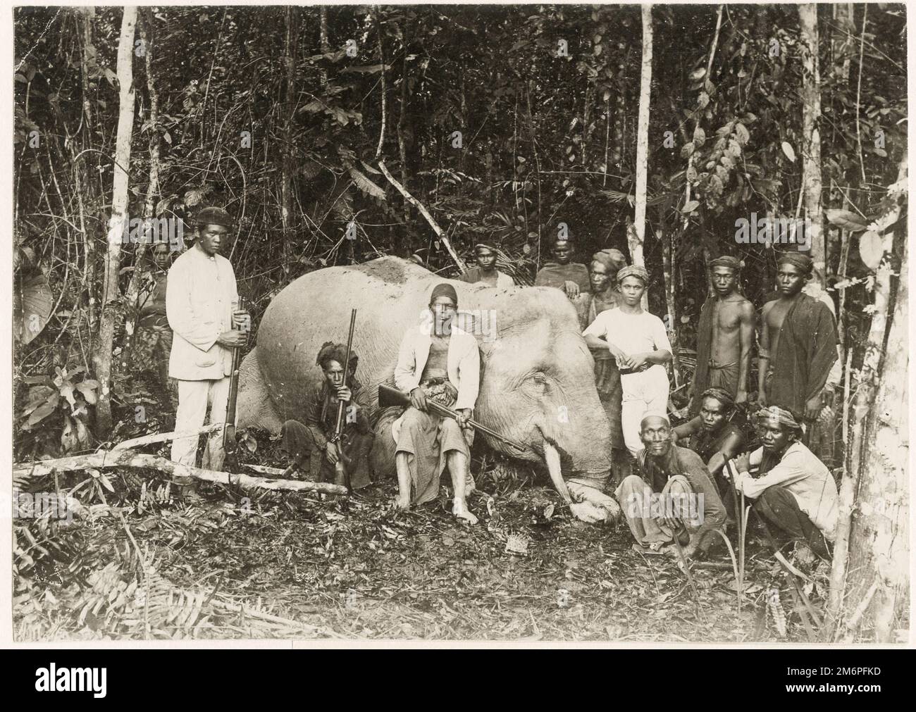 Shot elephant, hunters with guns, Sumatra, Indonesia Stock Photo - Alamy