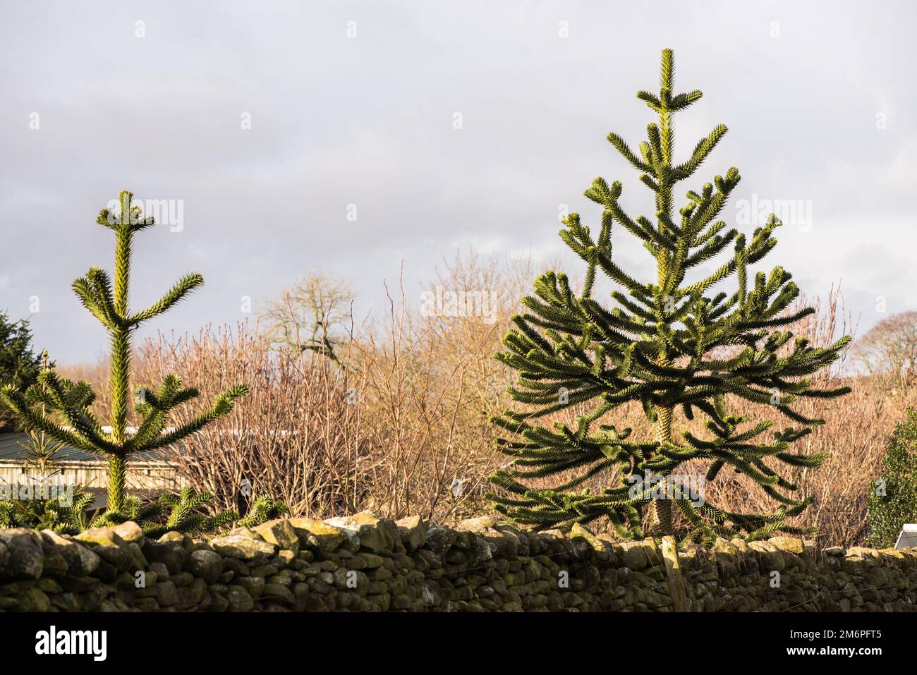 Monkey Puzzle trees on a smallholding in North Yorkshire January 2023 ...