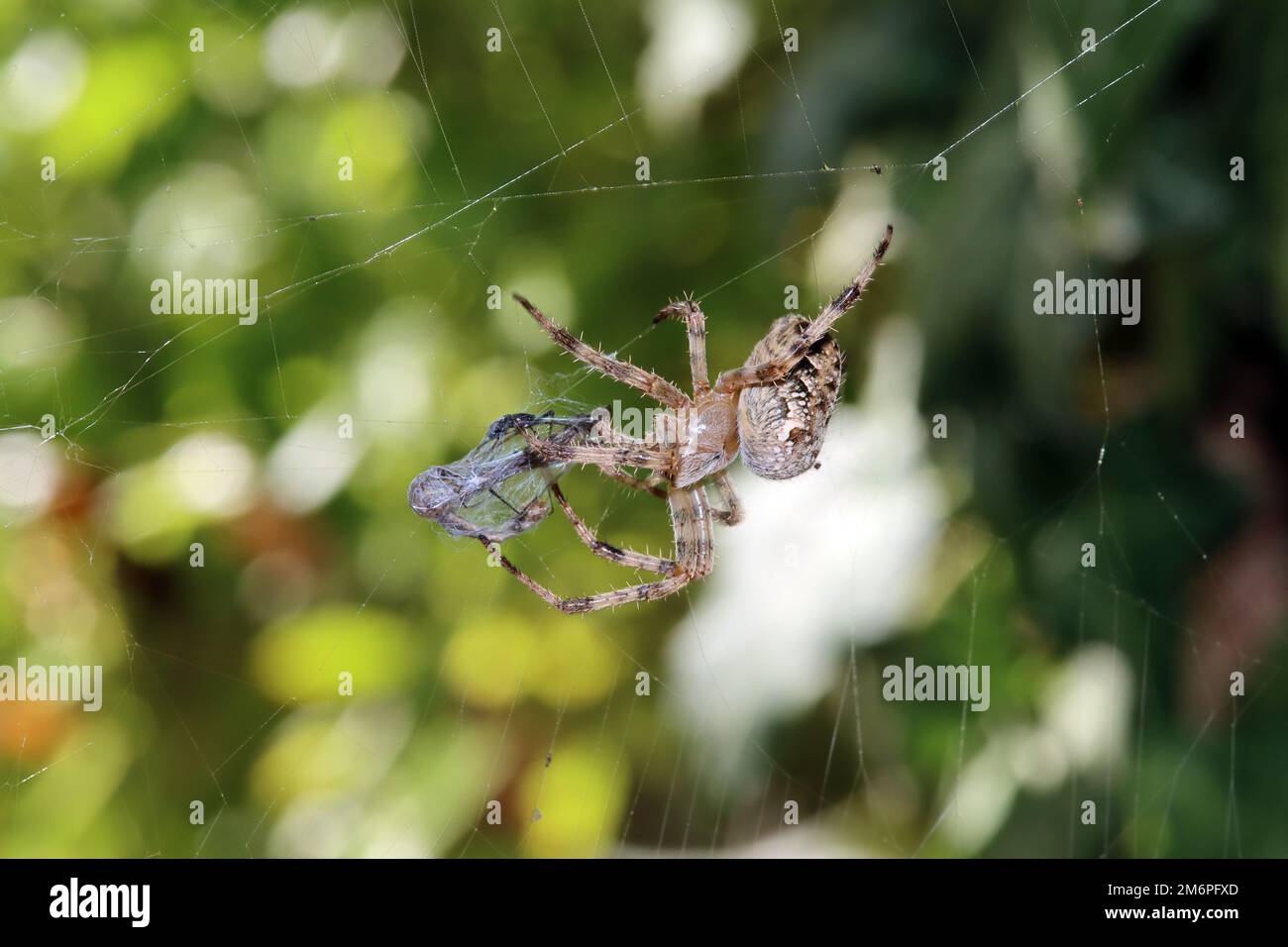 Garden cross spider (Araneus diadematus) has captured a dragonfly in ...