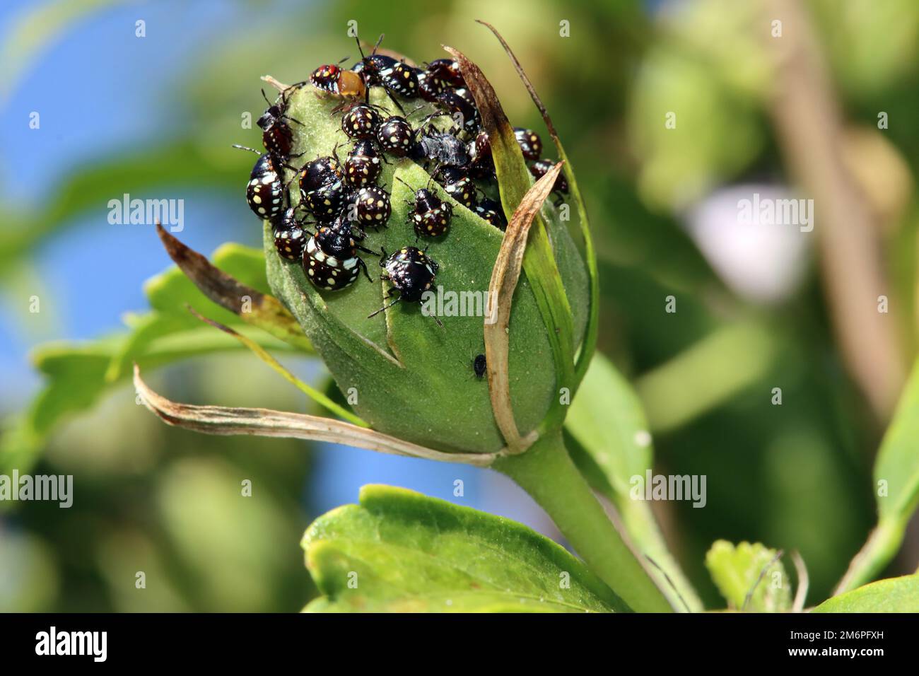 Green rice bugs, also known as southern stink bugs (Nezara viridula ...