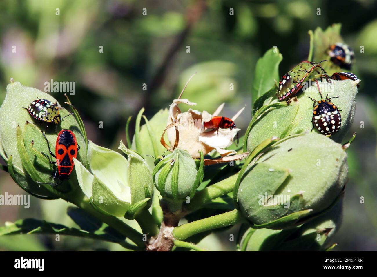 Green rice bugs, also known as southern stink bugs (Nezara viridula ...